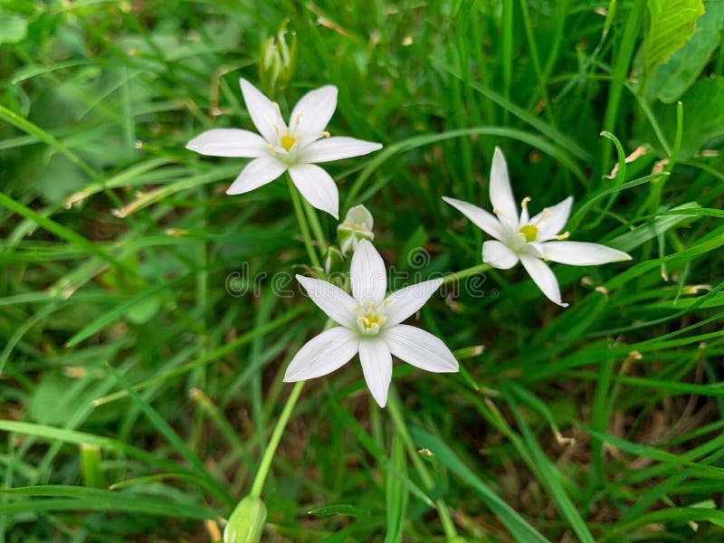 Early Spring Flowers with White Petals in To the Spring Forest. Stock ...