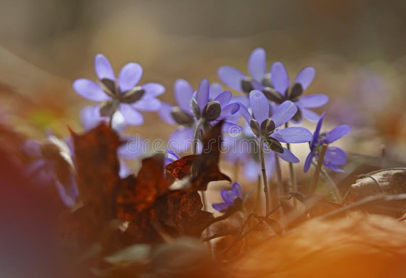 Early Spring Wild Forest Flowers Stock Image - Image of hepatica ...
