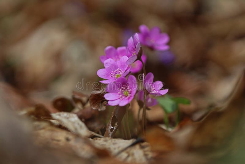 Early Spring Wild Forest Flowers Stock Image - Image of wild, macro ...