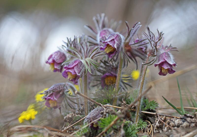 Early Spring Wild Forest Flowers Stock Photo - Image of beauty ...