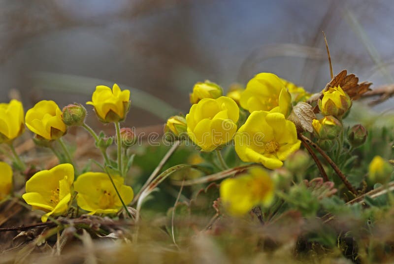 Early Spring Wild Forest Flowers Stock Photo - Image of macro ...