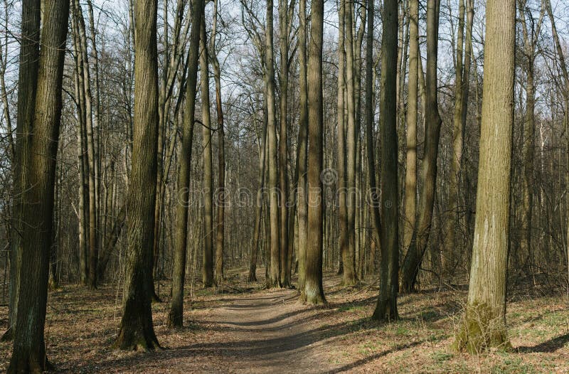Early Spring Wild Forest Wild Nature Stock Image - Image of tranquility ...