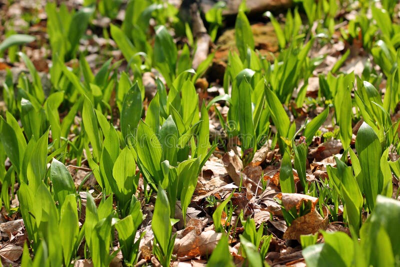 Early spring wild garlic stock photo. Image of health - 140653022