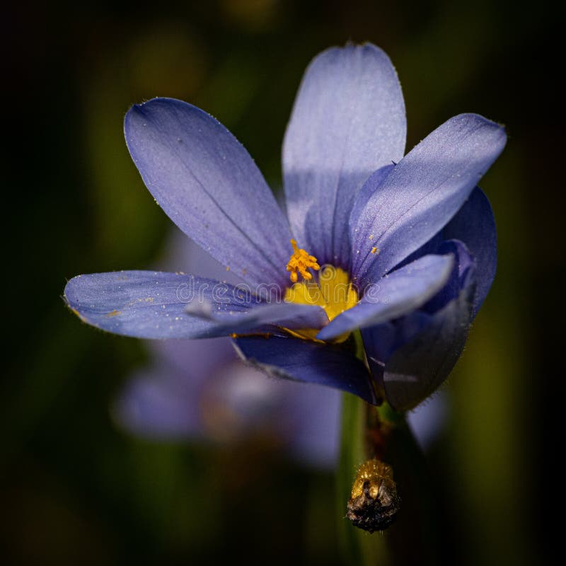 Early spring wildflower stock photo. Image of blue, lilac - 244698718
