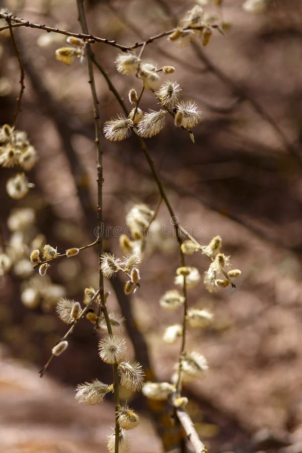 Early Spring. the Willow is Blooming. Stock Image - Image of botany ...