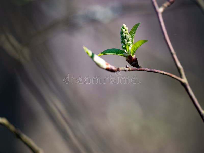 Early spring willow sprout stock photo. Image of crown - 180628228