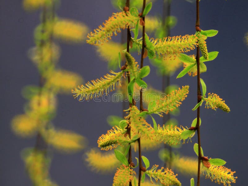 Early spring willow sprout stock photo. Image of blossoms - 112232338