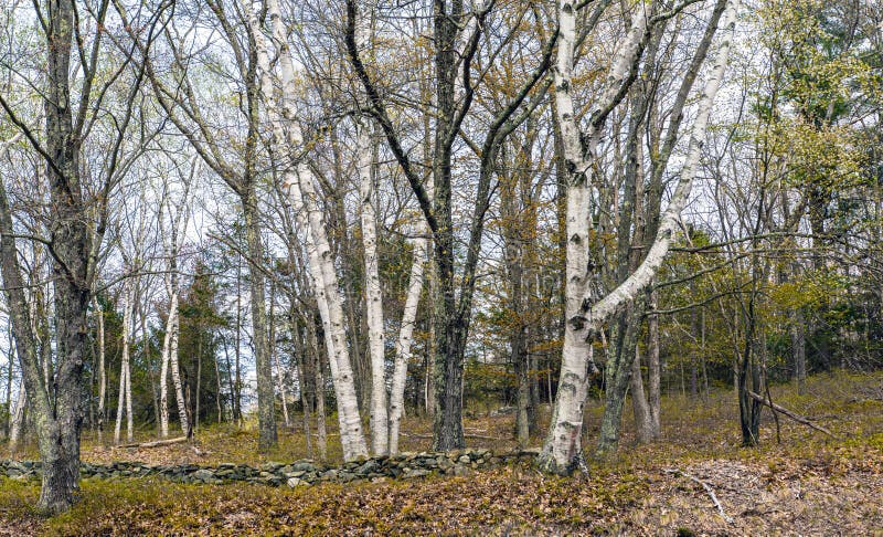 Erly Spring at the Quabbin Reservior Stock Image - Image of state ...