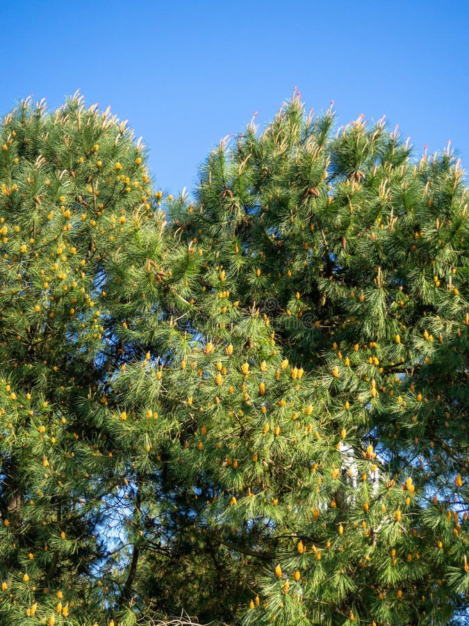 Early Spring Young Cones on the Branches. Crown of Coniferous Trees ...