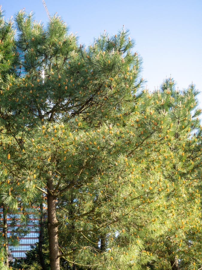 Early Spring Young Cones on the Branches. Crown of Coniferous Trees ...