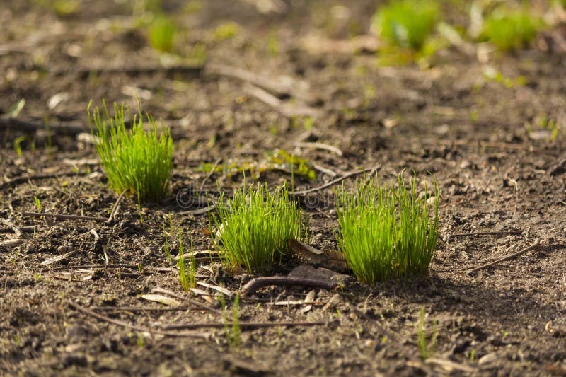 In Early Spring, Young Grass Grows in Bunches in the Park Stock Image ...
