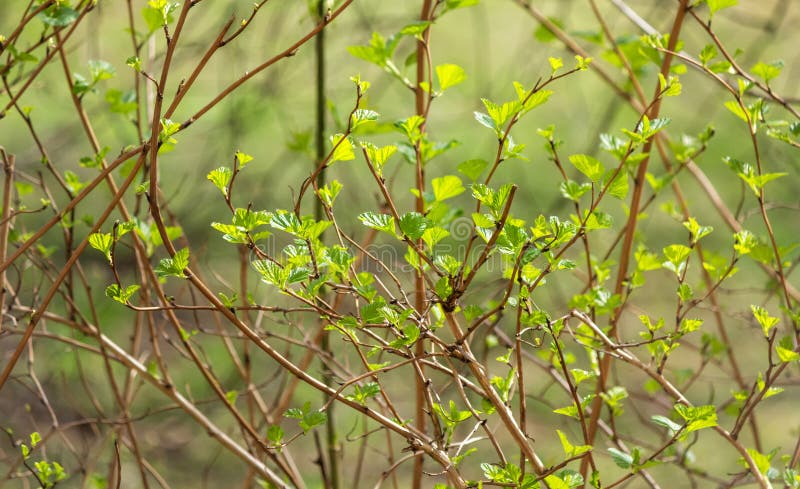 Early Spring and Young Leaves on the Bushes .Spring Background Stock ...