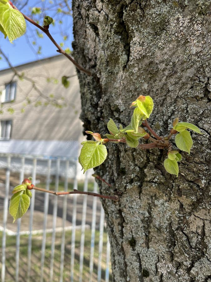 In Spring, the Young Leaves on the Tree Grew Stock Photo - Image of ...