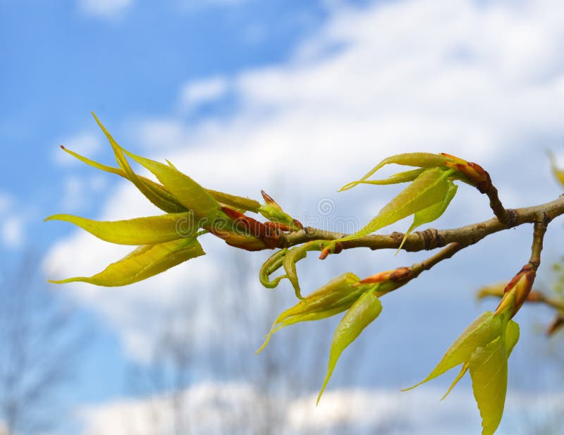 Early Spring. Young Poplar Sprouts in Spring Stock Photo - Image of ...