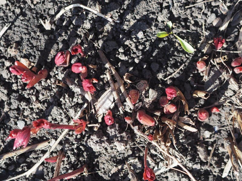 Early Spring.Young Shoots of Peony in the Spring Garden Stock Photo ...