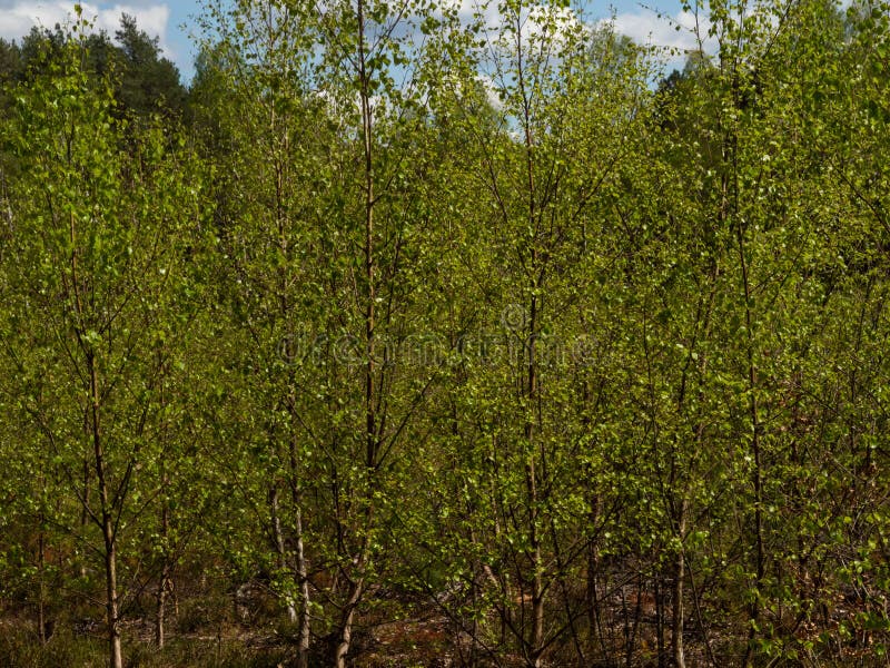 Early Spring Young Trees in the Forest. Stock Photo - Image of ...