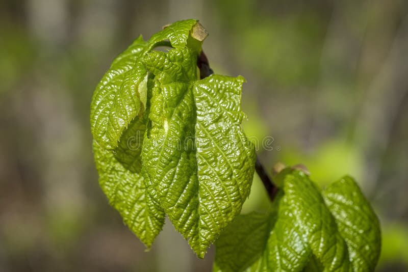 Early Springtime Leaves in Forest Stock Image - Image of leave, early ...