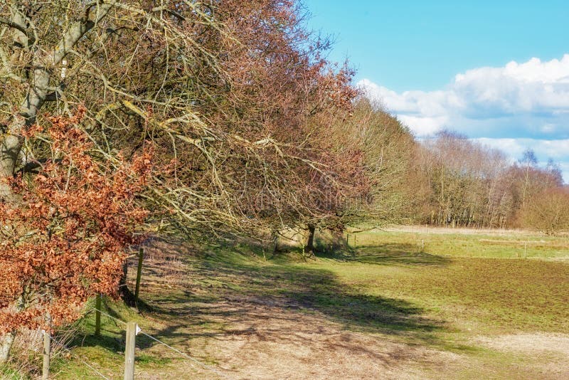 Early Springtime. a Photo of Forest Beauty in Early Springtime. Stock ...