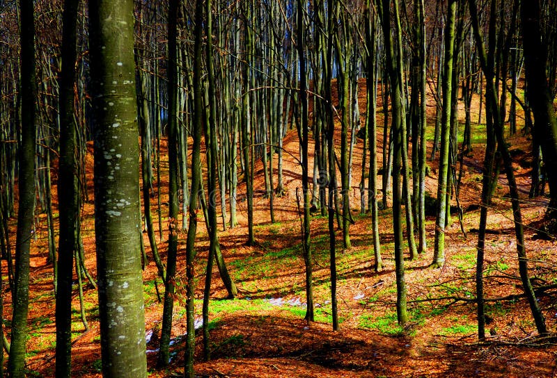 Springtime in the Woods, Saukville Wisconsin Stock Image - Image of ...