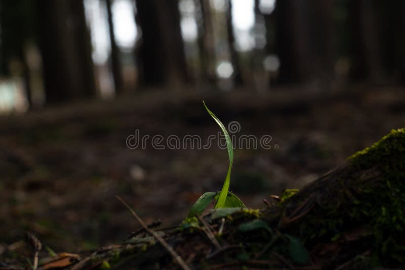 Early Sprouts of Grass in the Spring Forest Rise from the Ground Stock ...