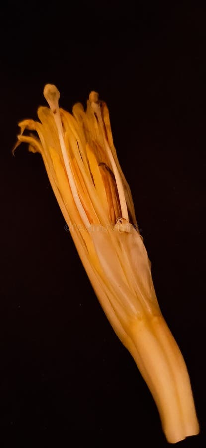 Early Stage of Banana . stock photo. Image of nutritious - 188523178