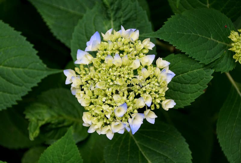 Early Stage of Hydrangea Blooms in the Spring Stock Image - Image of ...