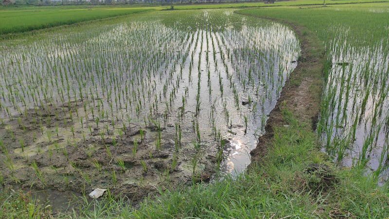 The Early Stage of Rice Plants on Rice Field in the Mud Stock Image ...