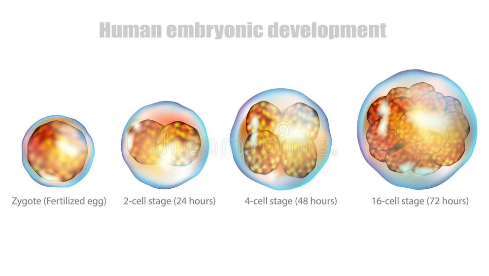 Early Embryogenesis Stock Illustrations – 92 Early Embryogenesis Stock ...
