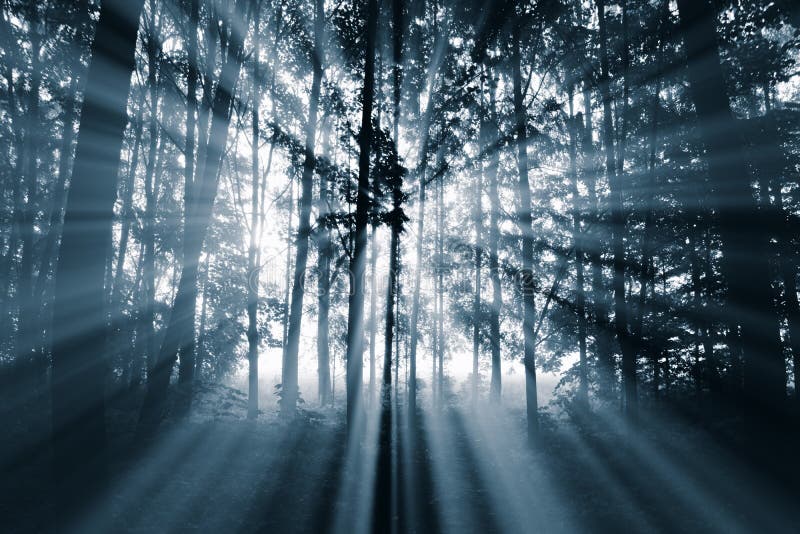 Morning Sun Rays in the Forest Stock Photo - Image of tree, forest ...