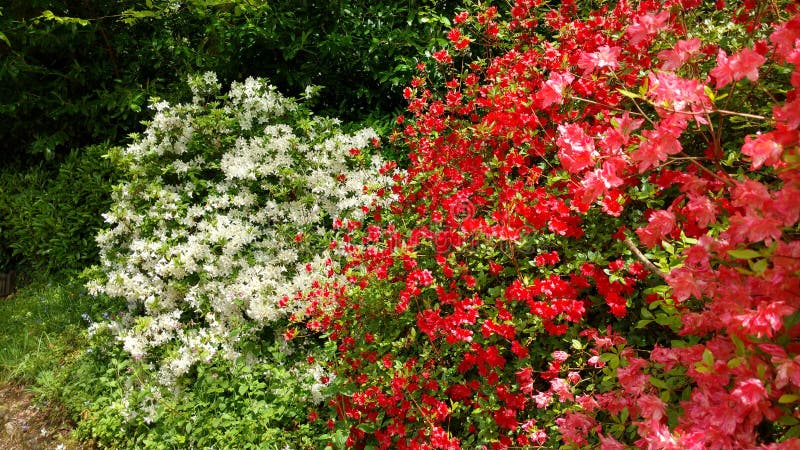 Early summer stock image. Image of spring, natural, early - 92418145