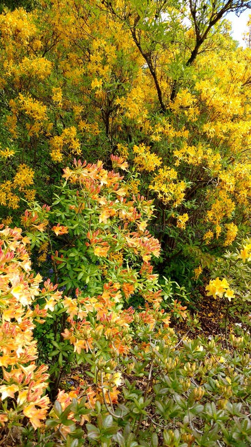 Early summer stock photo. Image of spring, autumn, natural - 92418308