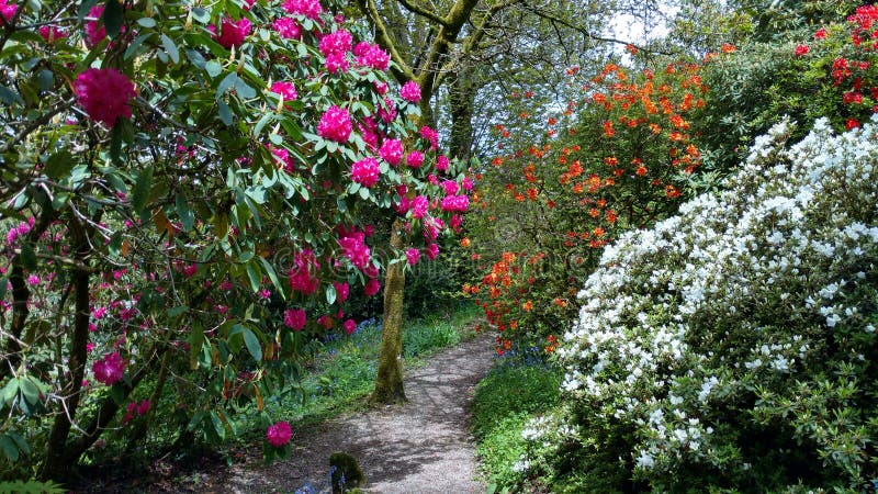 Early summer stock image. Image of tree, early, rhododendron - 92418607
