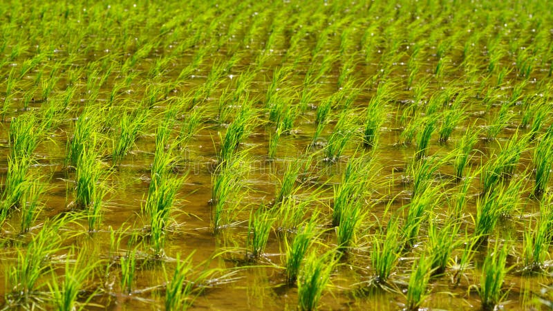 An Early Summer Paddy Where Rice Plants are Growing. Stock Image ...