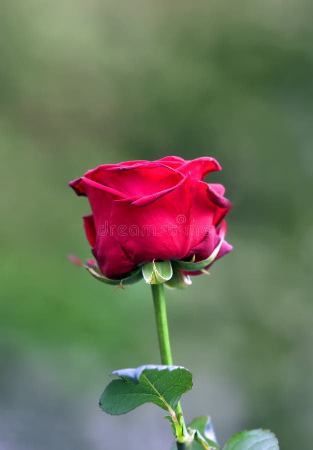 Early summer rose stock photo. Image of outdoors, blossom - 2344776