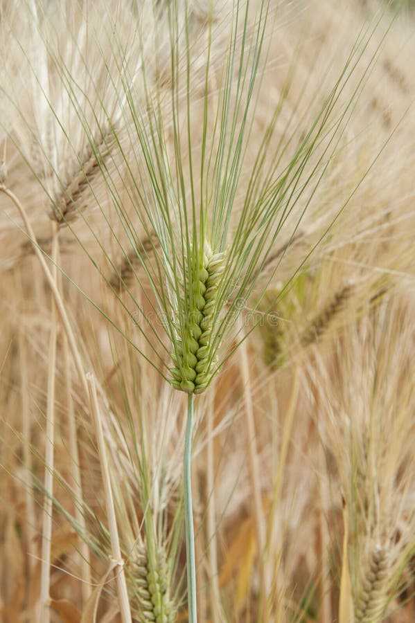 Early Summer when the Barley Ripens Stock Image - Image of green, tree ...