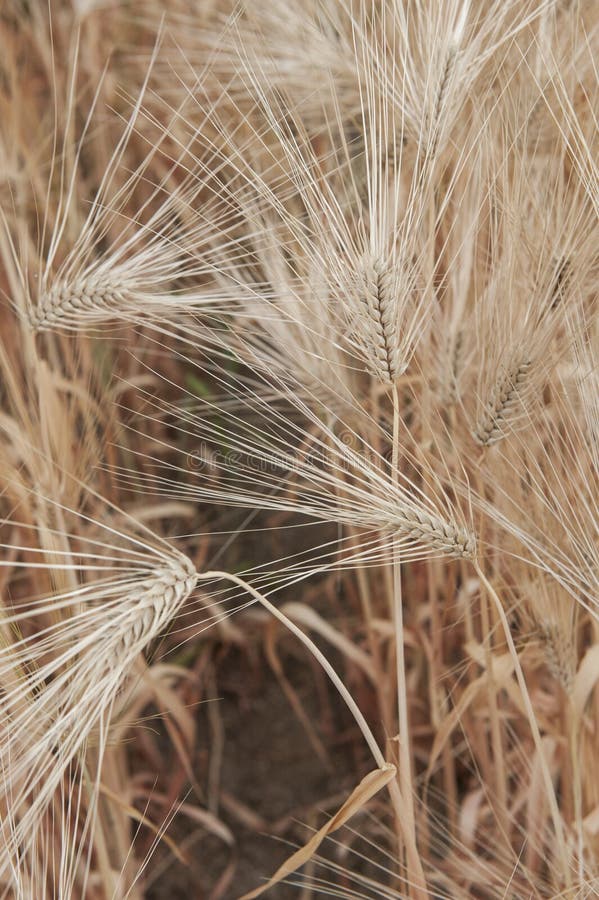 Early Summer when the Barley Ripens Stock Photo - Image of branch ...
