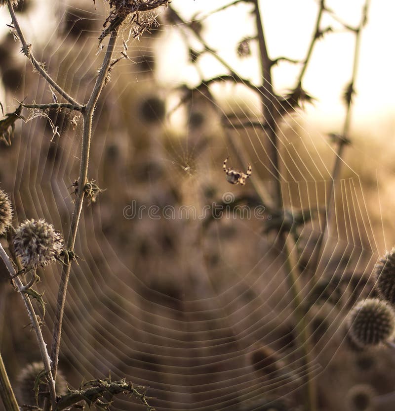On an Early Summer Sunny Morning, a Kindly Woven Cobweb Stock Photo ...