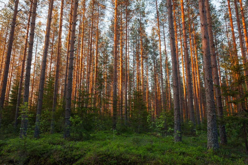 Early sun rays in forest stock image. Image of morning - 96433233