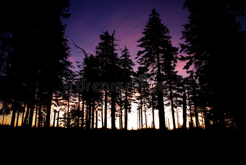 Early sunrise behind trees stock photo. Image of silhouette - 13807974