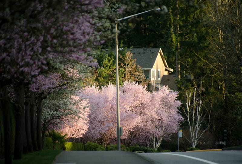 Early Sunset Highlights Blooming Cherry Trees in Seattle Suburb Stock ...