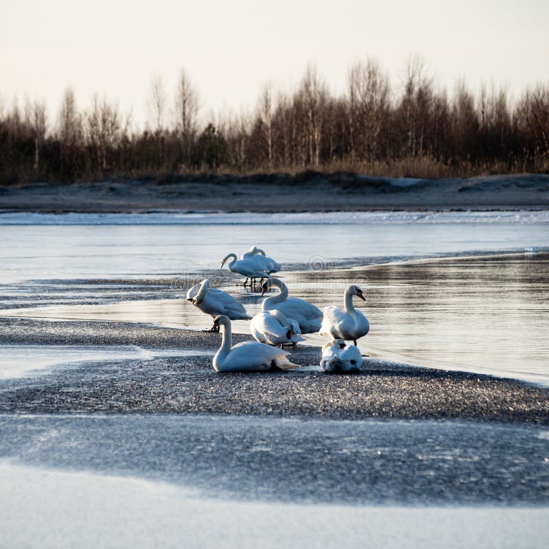 Early swans on a thin ice stock image. Image of glacial - 86548651