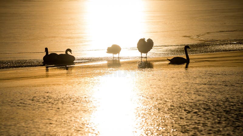 Early swans on a thin ice stock photo. Image of beach - 86548672