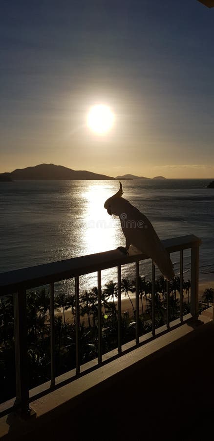 Early To Rise stock photo. Image of nature, early, australia - 157567242