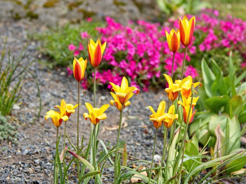 Early tulips stock image. Image of spring, daytime, flowers - 205548423