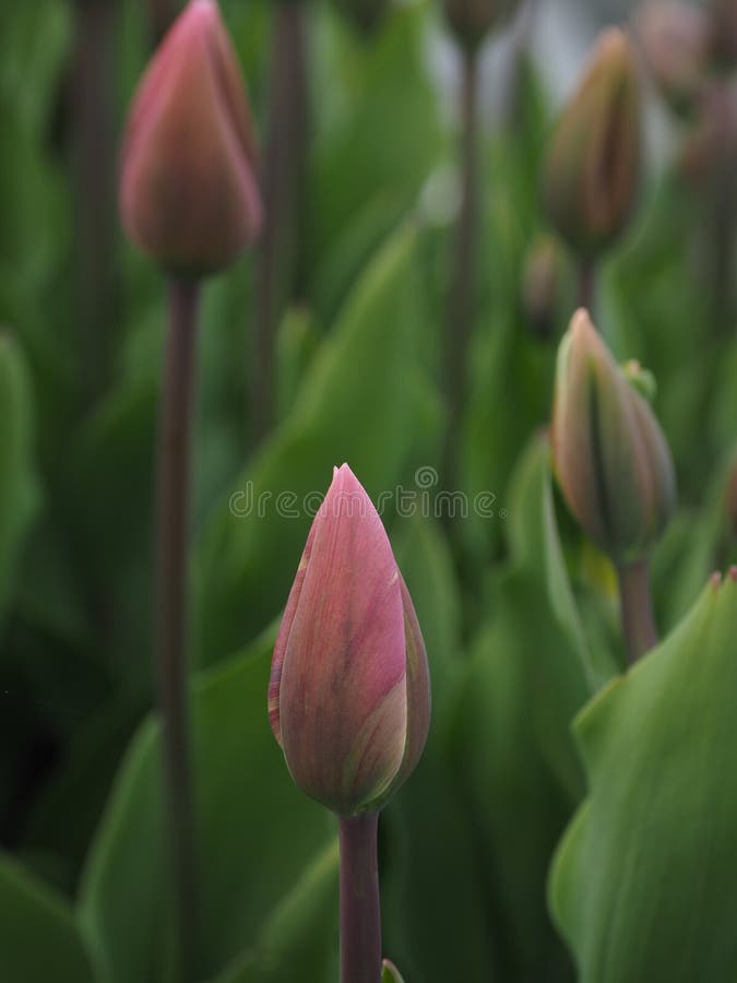 Early tulips stock photo. Image of flower, bulb, landscape - 136655518