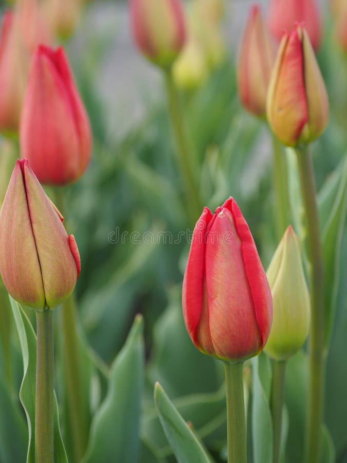 Early tulips stock photo. Image of fresh, blooming, beautiful - 136655576