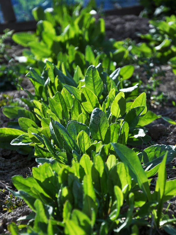 Early vegetable sorrel stock image. Image of plant, garden - 91208997