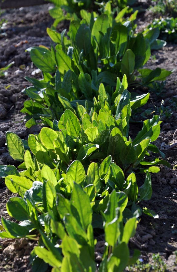 Early vegetable sorrel_3 stock image. Image of soups - 91209705
