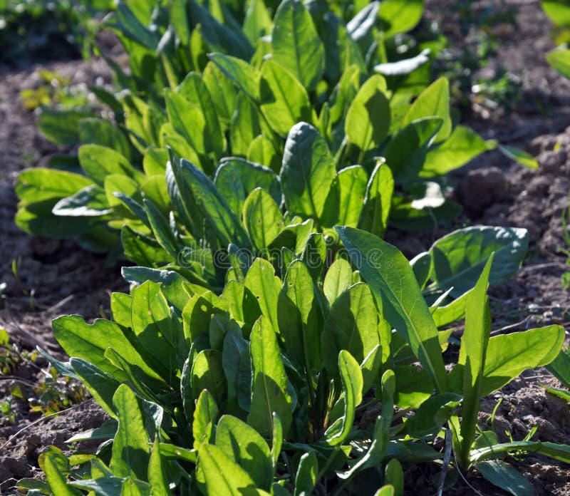 Early vegetable sorrel_6 stock photo. Image of early - 91209920