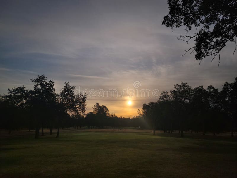 Distant sun stock image. Image of evening, plant, tree - 232199147